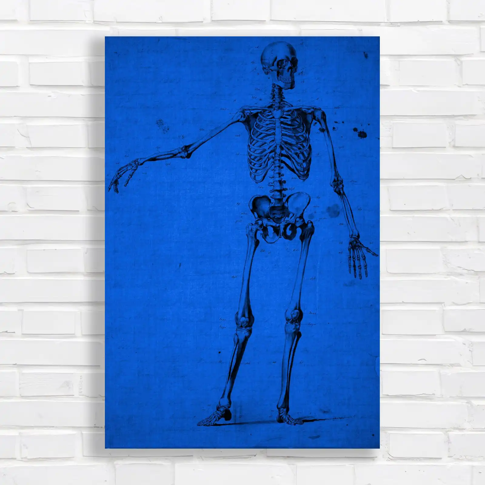 Anatomy of the Human Skeleton Canvas Print Large Picture Wall Art | eBay UK
