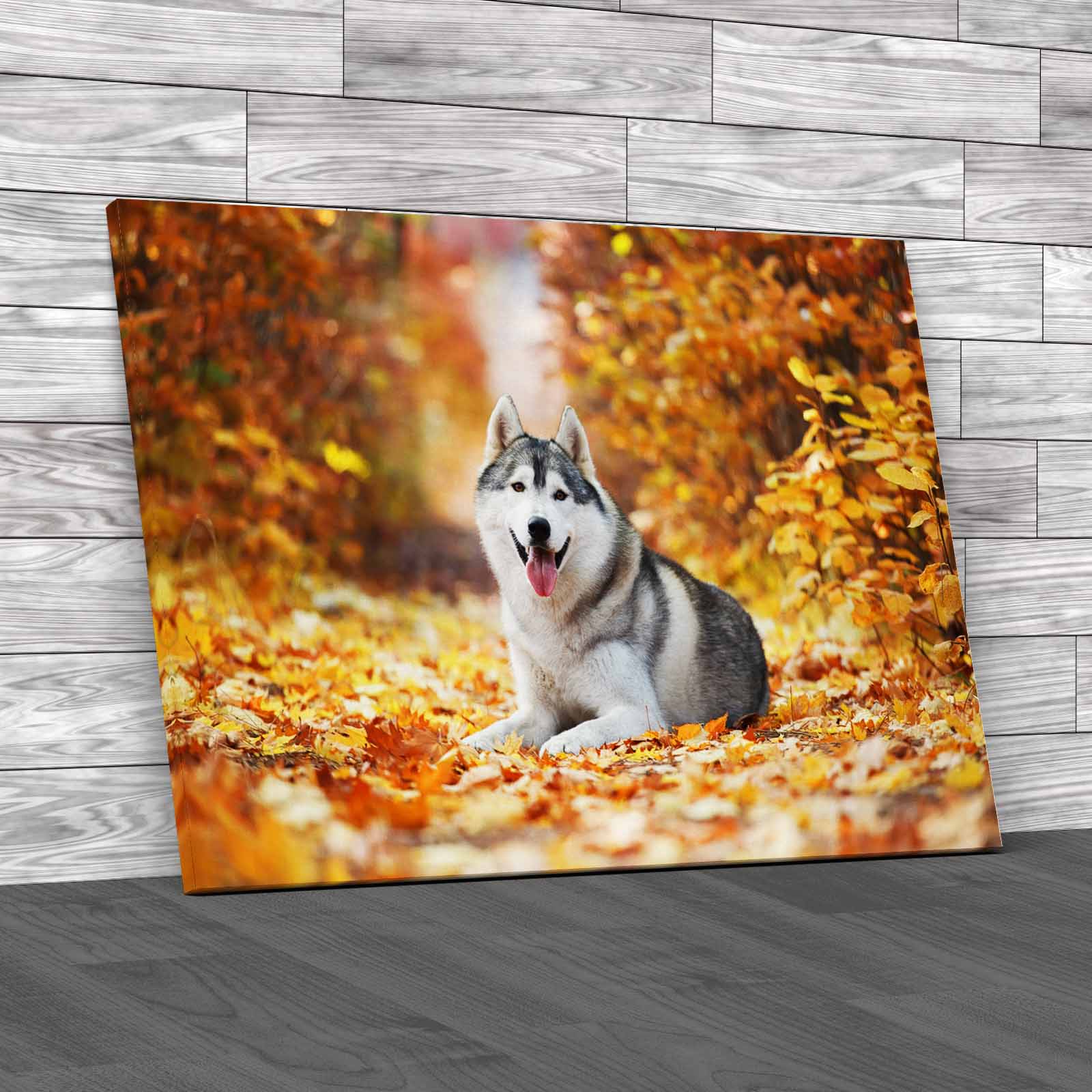 Husky Dog Roams Freely In Breathtaking Autumn Canvas Print Large ...